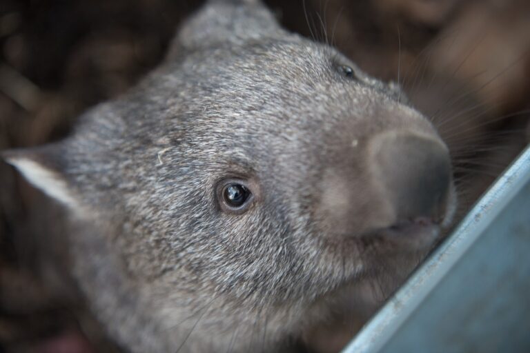 Why Wombat Poop Is Cube-Shaped – Explained by Science | Wowtoknow