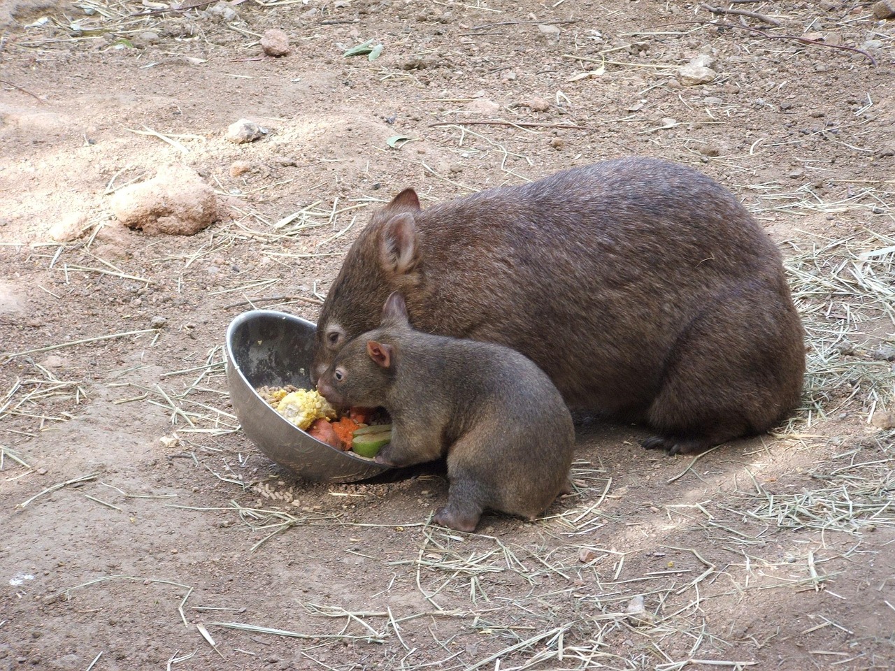 Why Wombat Poop Is Cube-Shaped – Explained by Science | Wowtoknow