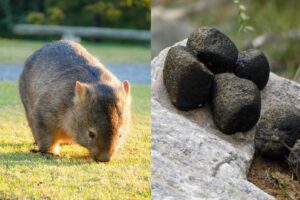 Why Wombat Poop Is Cube-Shaped – Explained by Science | Wowtoknow